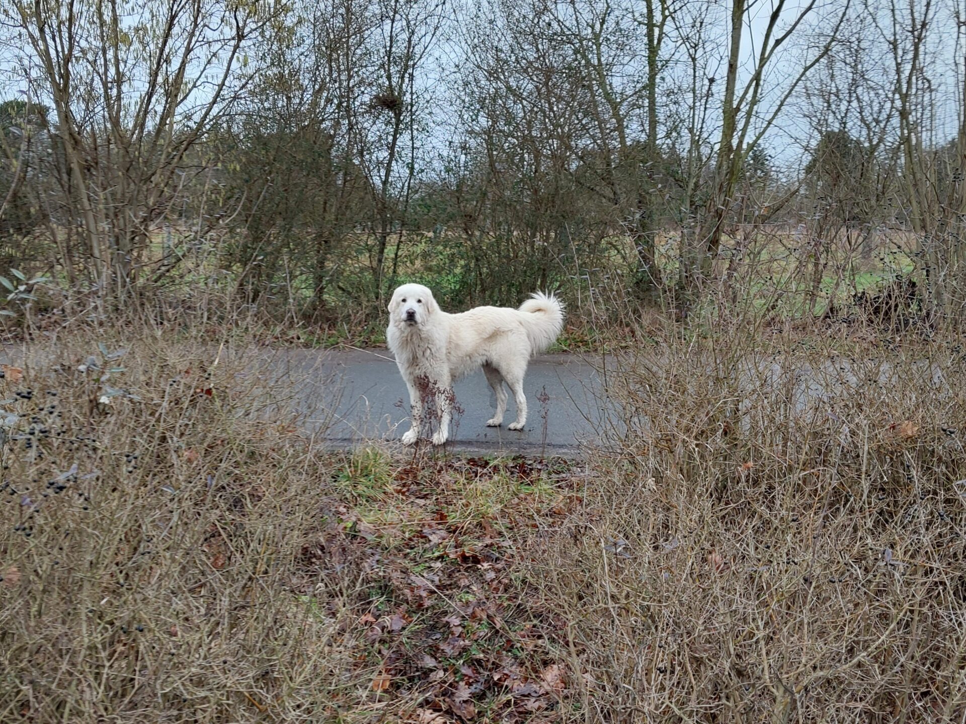 Freilaufender Hund - Feuerwehr Lehrte